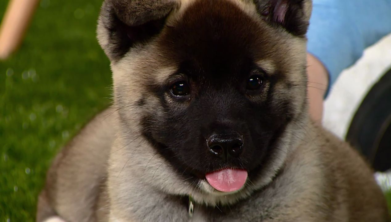 «Ребятам о зверятах» описание и видео – смотреть на канале Карусель